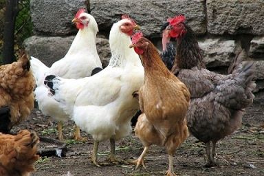 La fiente de poule, un trésor pour les jardiniers - Poulailler