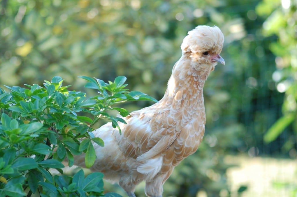 Ce qu’il faut savoir sur les différentes races des poules - Poulailler