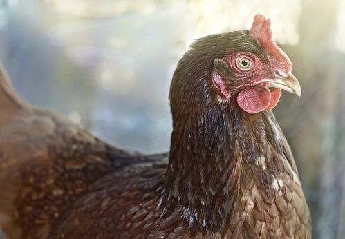 Prix d’une poule pondeuse de base / à haut rendement - Poulailler